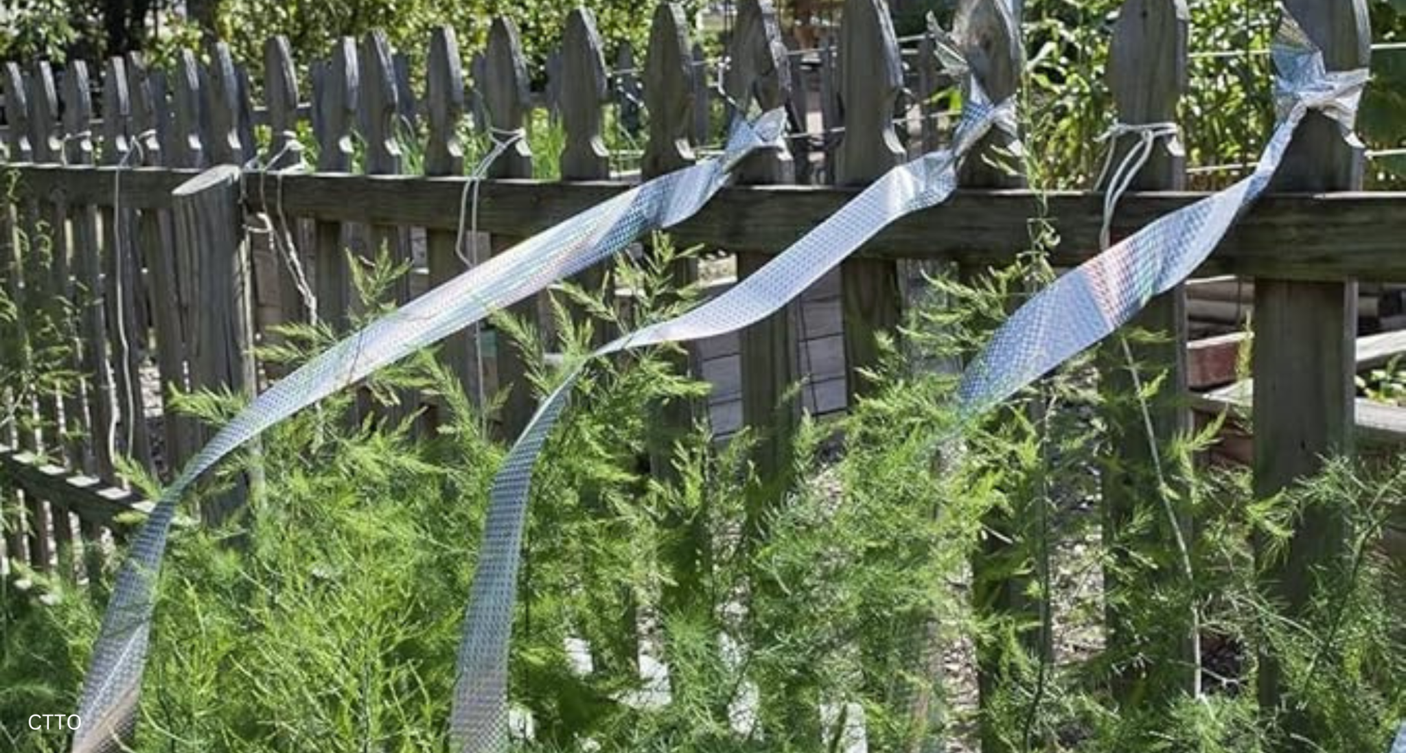 How Does Bird Proof Repellents Work? - Pure Gutters